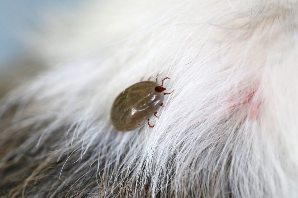 Fleas – It's Bugs Or Us – Effective Pest Control Company in Texas