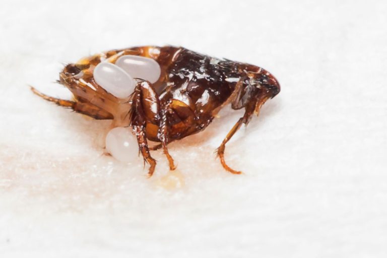 Fleas – It's Bugs Or Us – Effective Pest Control Company in Texas